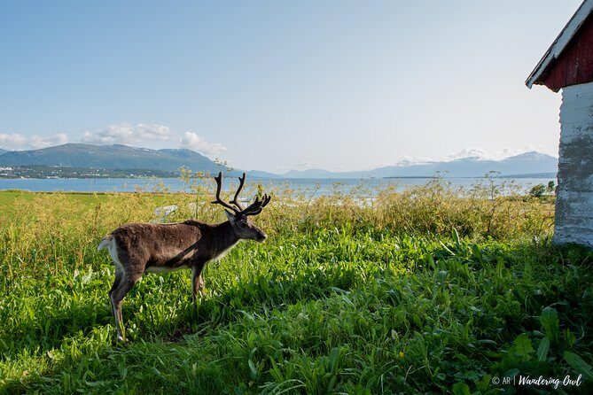 Summer Fjord Road Trip with Citizen Science with Wandering Owl - Value for Money: Is It Worth the Price?