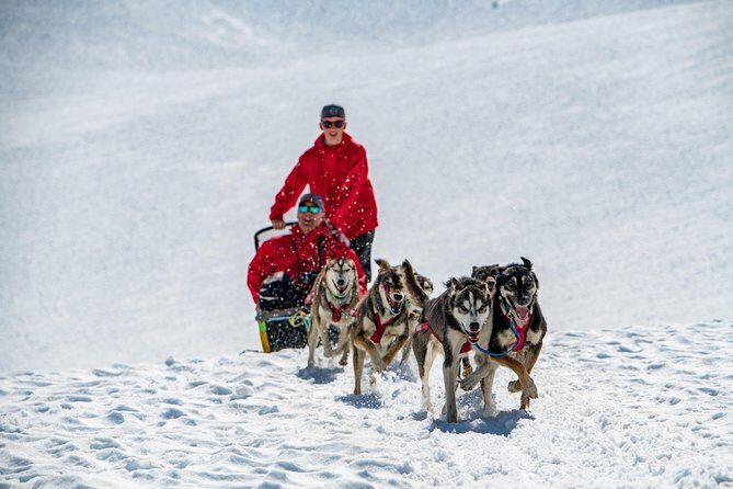 Summer Glacier Dogsledding Tour from Girdwood - What Makes This Tour Special?