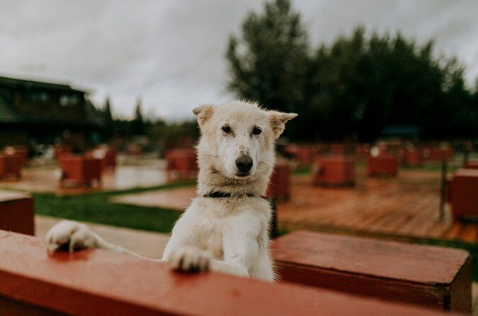 Summer Kennel Visit at Historic Trail Breaker Kennel - Who Should Consider This Tour?