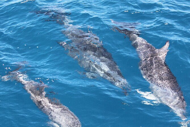 SUMMER K'gari (Fraser Island) Boom-net & Sightseeing Cruise - The Itinerary in Detail