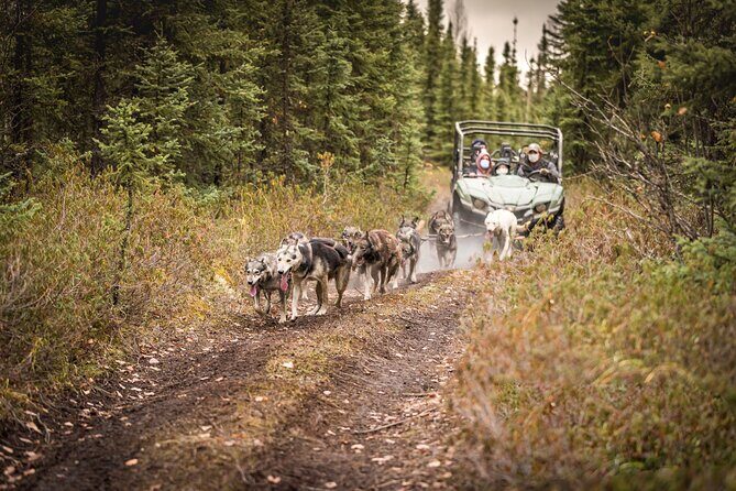 Summer Mushing Cart Ride & Kennel Tour - Practical Details and Tips for Travelers