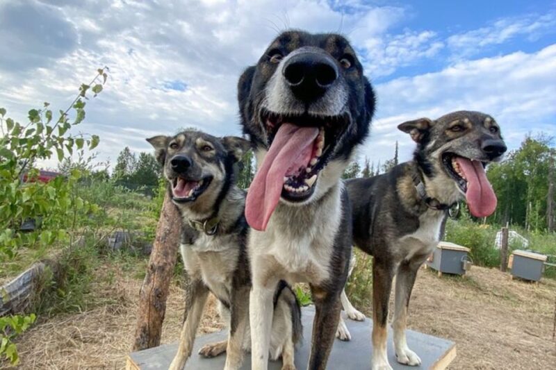 Summer Sled Dog Kennel Tour - Practical Tips for Visiting