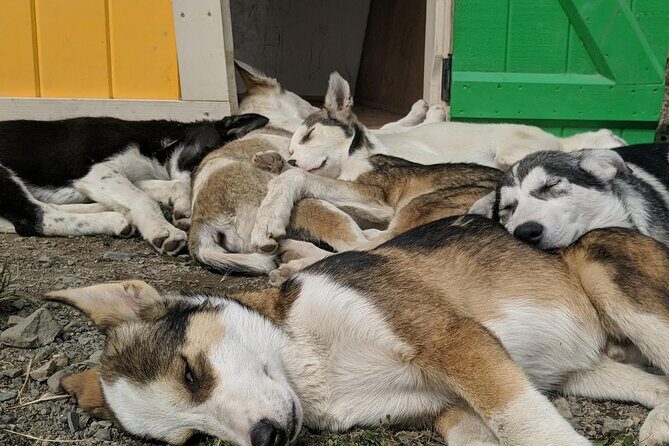 Summer Sled Dog Remote Yukon Camp & Summit Tour - The Guide and Group Size