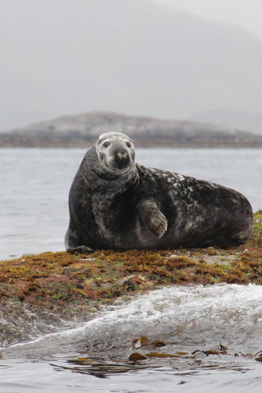 Summer Snorkeling with Grey Seals - An In-Depth Look at the Experience