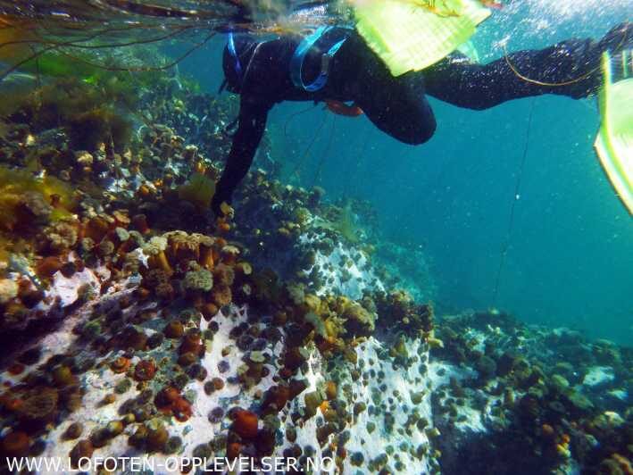 Summer Snorkeling with Grey Seals - The Sum Up