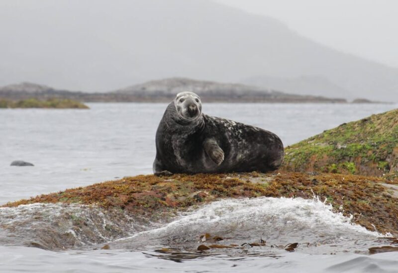 Summer Snorkeling with Grey Seals - FAQ