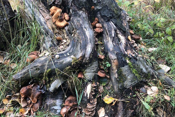 Summer Valley and Forest Hike - Practical Tips for Booking and Participating