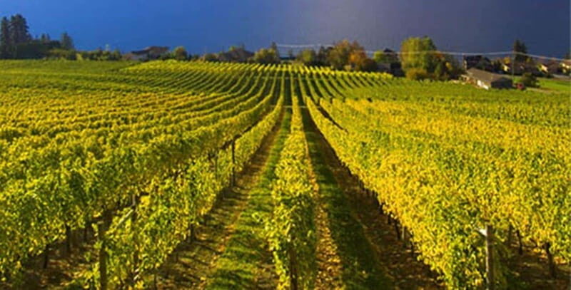 Summerland: Full-Day Wine Tour with Tastings - Wineries and Tastings: What to Expect