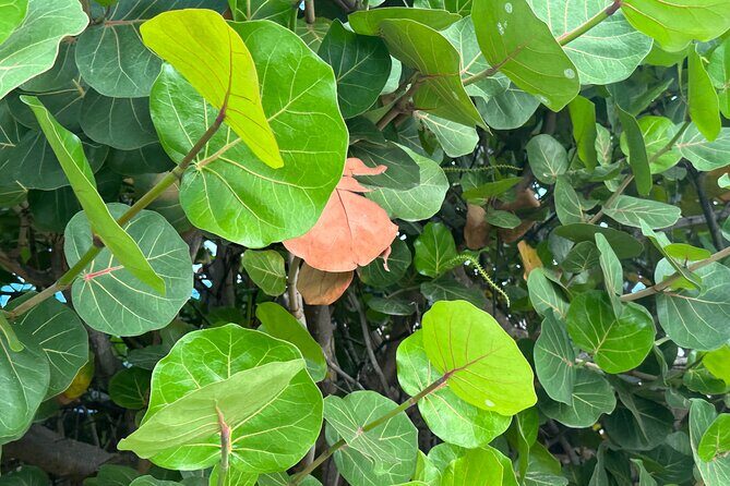 Summit Adventure: Conquer the La Soufriere Volcano - Authentic Traveler Insights