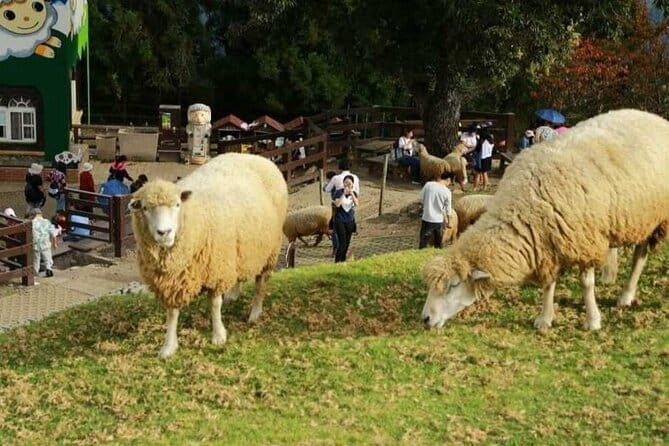 Sun Moon Lake and Qingjing Farm Tour Taichung City Hotel Pickup - Authentic Experiences and Real Guest Feedback