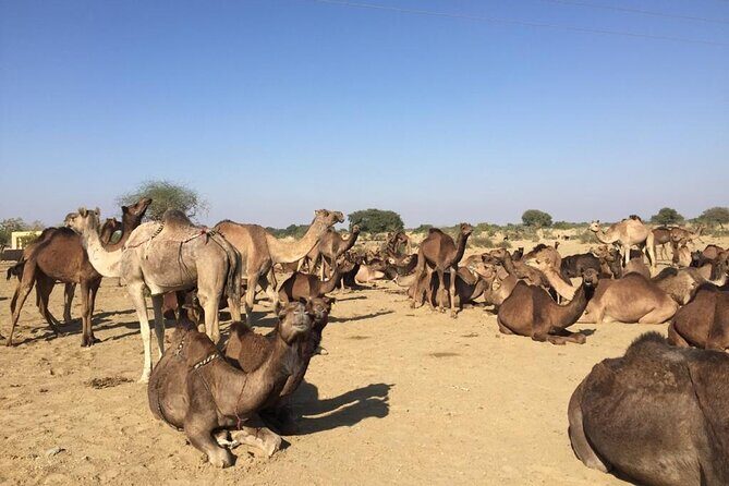 Sun Set Safari with Dinner - FAQs