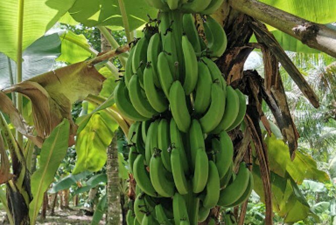 Sun Valley farm Tour - FAQ