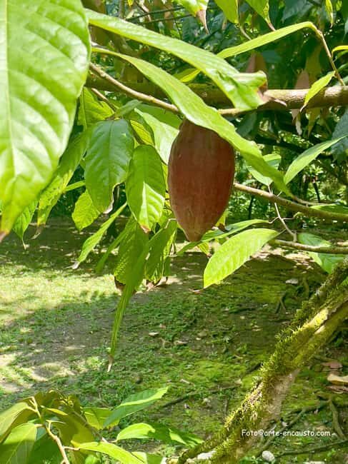 Sun Valley Plantation: Tropical paradise garden with hummingbirds - Key Points