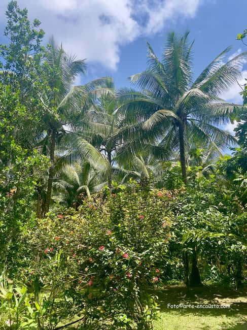Sun Valley Plantation: Tropical paradise garden with hummingbirds - An In-Depth Look at the Sun Valley Plantation Experience