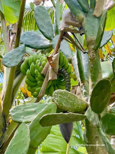 Sun Valley Plantation: Tropical paradise garden with hummingbirds - Who should consider this tour?