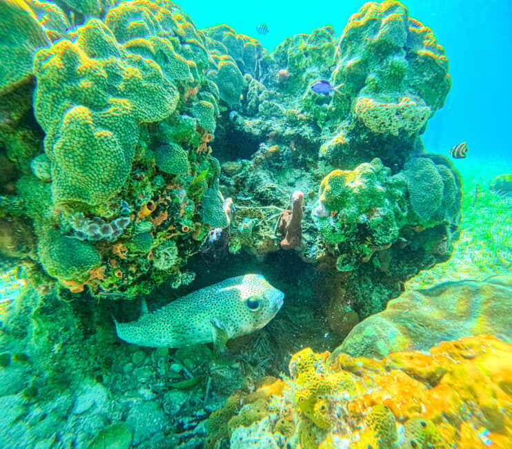 SunCay Private Oceanview Villa up to 6 with Lunch and Ferry - Who Would This Tour Suit Best?