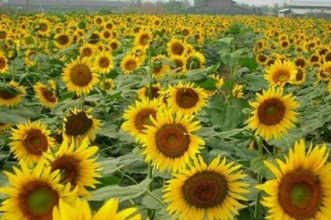 Sunflower Garden and Wild Bird Wetland Park Private Tour - Key Points