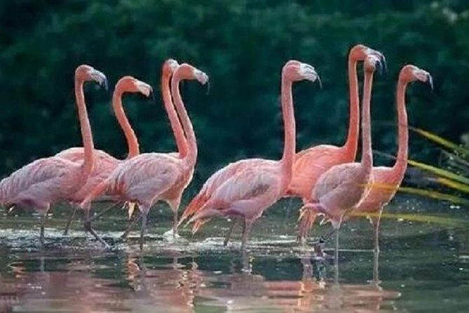 Sunflower Garden and Wild Bird Wetland Park Private Tour - FAQs