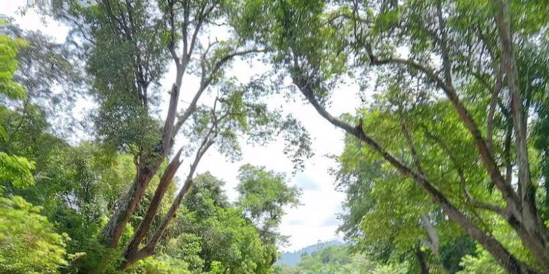 Sungai Berang Wildlife & Cultural Kayak Tour - Wrapping It Up
