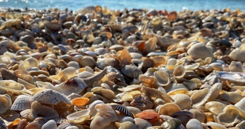 Sunrise and Shine 10,000 Islands Shelling Tour - Authentic Experiences from Past Participants