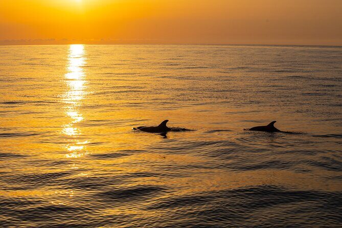 Sunrise Boat Trip in Mallorca with Dolphin-Watching - FAQs