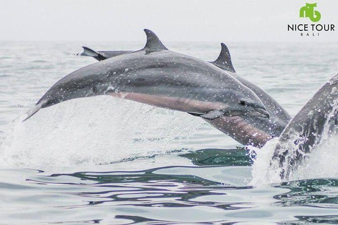 Sunrise Dolphin Wacthing & Menjangan Island Snorkeling Day Trip - FAQ