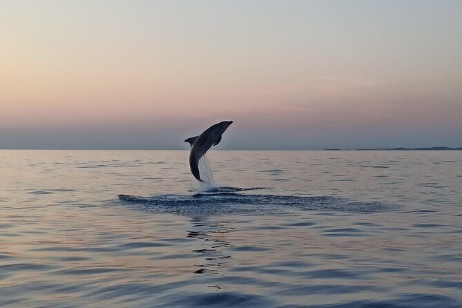 Sunrise Dolphins & Fishermen at Work speedboat tour in Rovinj - Seeing Rovinj from the Sea