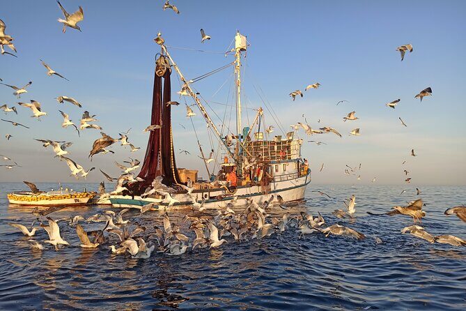 Sunrise Dolphins & Fishermen at Work speedboat tour in Rovinj - Who Will Love This Tour?