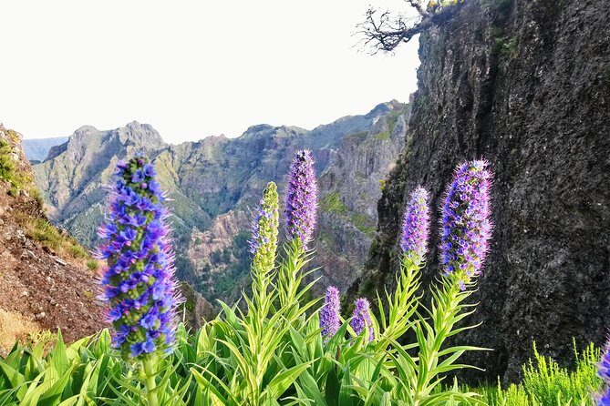 Sunrise Guided Hike PR1 Pico do Areeiro Pico Ruivo small group - An In-Depth Look at the Experience