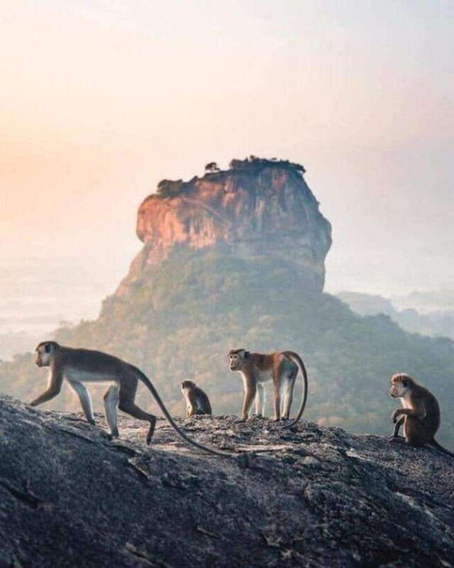 Sunrise or Sunset Tour to Pidurangala Rock with Scenic Views - Who Will Love This Tour?