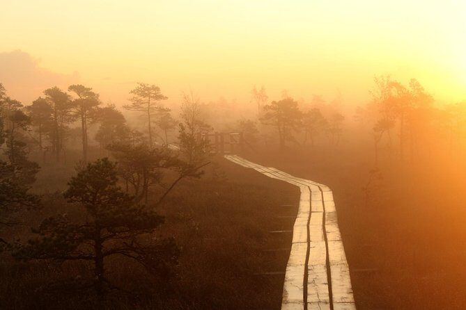 Sunrise Tour To Great Kemeri Bog - What Travelers Love About This Tour