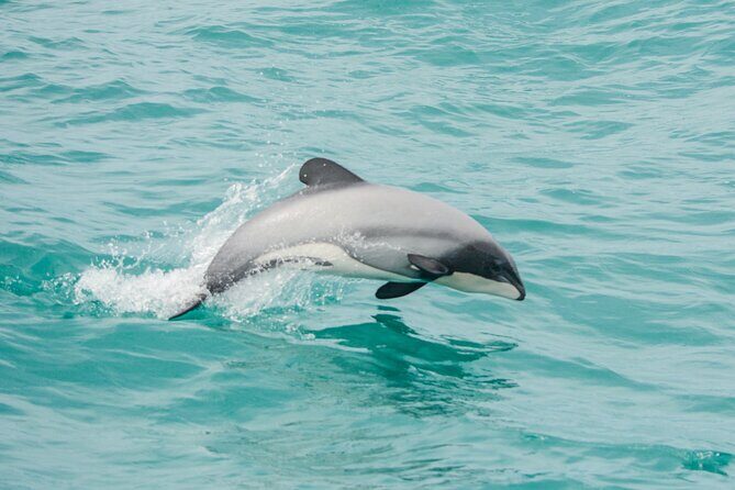 Sunrise wildlife sea kayaking in Akaroa marine reserve - The Experience from Reviews