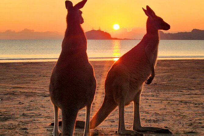 Sunrise with the kangaroos and wallabies - Stop 1: Sunrise at Cape Hillsborough