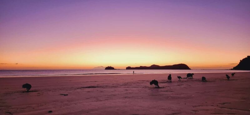 Sunrise with the Kangaroos & Wallabies - Airlie Beach - Breakfast in the Bush