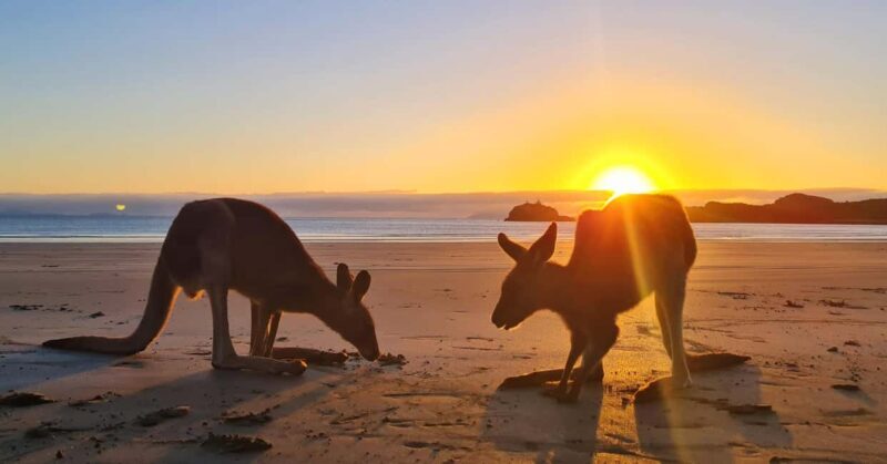 Sunrise with the Kangaroos & Wallabies - Airlie Beach - Practical Details and Tips