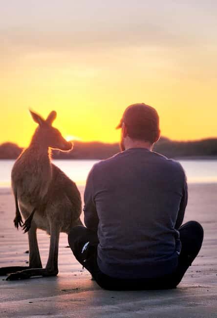Sunrise with the Kangaroos & Wallabies - Airlie Beach - Authentic Encounters and Customer Feedback