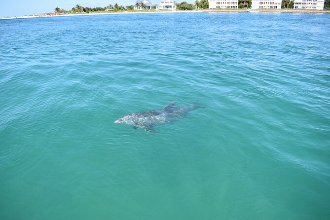 Sunset and Dolphin Cruise around Fort Myers Beach - Final Thoughts