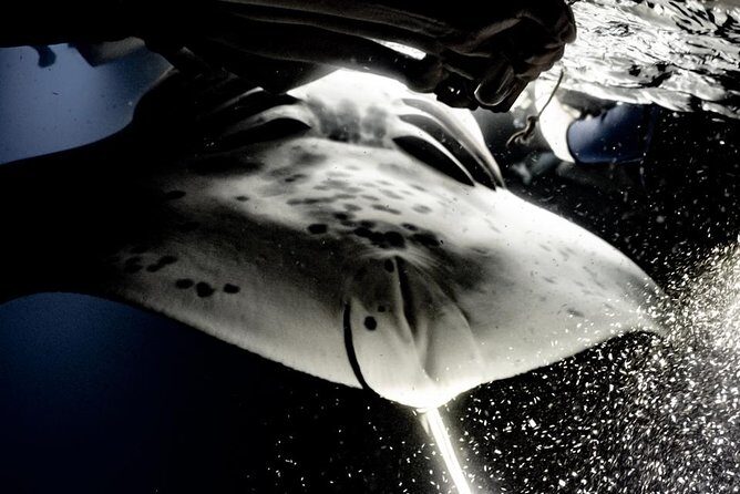 Sunset and Manta Ray Snorkel Adventure - How the Tour Unfolds: From Sunset to Nighttime Underwater Wonder