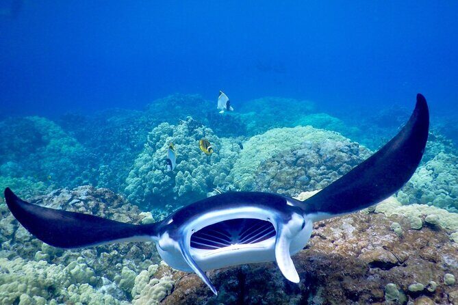 Sunset and Manta Ray Snorkel Adventure - Authenticity and Reviews: What Do Travelers Say?