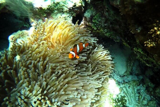 Sunset and Plankton Snorkeling by Speedboat from Phi Phi Don - FAQ