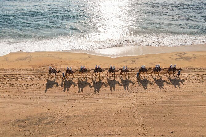 Sunset beach Camel ride with Mexican Buffet and Tequila Tasting - What to Expect from the Tour