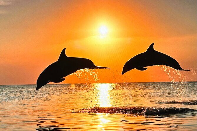 Sunset Bioluminescent Comb Jelly & Dolphin Tour - An In-Depth Look at the Experience
