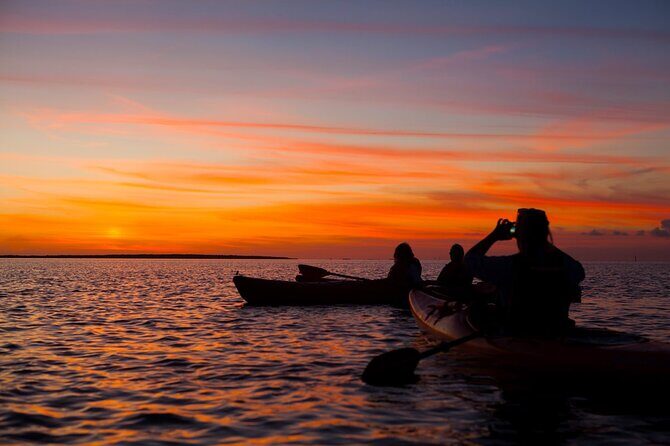 Sunset Bioluminescent Comb Jelly & Dolphin Tour - Who Will Love This Tour?