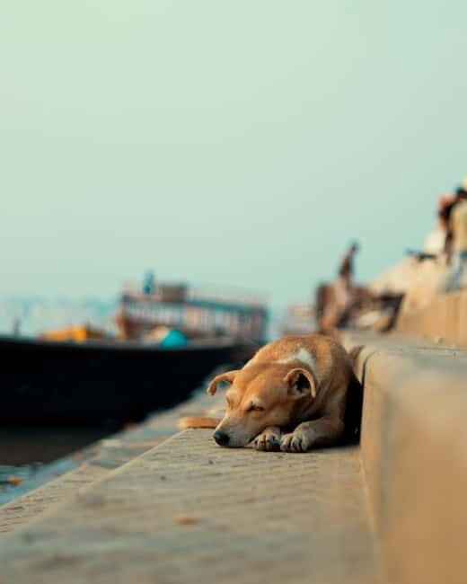 Sunset Boat Ride with Evening Aaarti ceremony varanasi - A Well-Rounded Look at the Experience