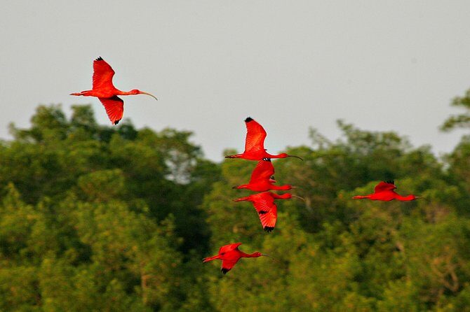 Sunset Boat Tour into Caroni Wetlands - FAQ