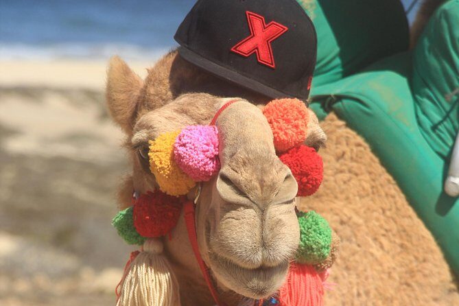 Sunset Camel Ride Tour - Who Would Love This Tour?