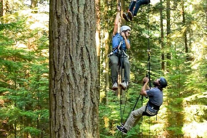 Sunset Canopy Climb on Lopez Island - The Sum Up