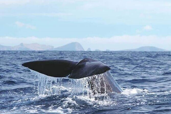 Sunset Catamaran Tour l Madeira Island - Who Will Love This Tour?