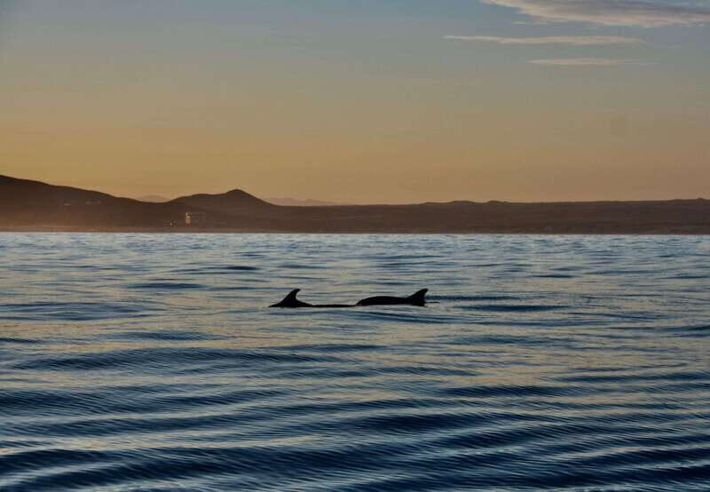 Sunset Cruise in San Jose del Cabo - Practical Tips for Travelers