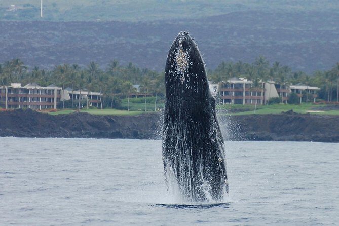 Sunset Cruise with the Whales from Kawaihae Harbor - An In-Depth Look at the Experience